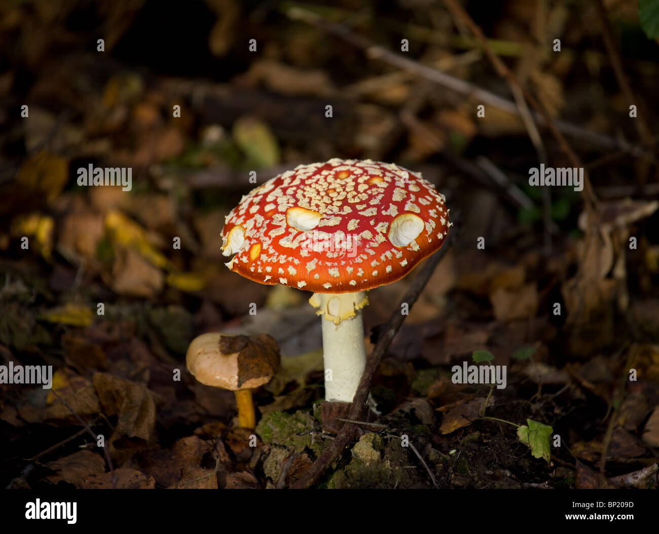 Toadstoo hi-res stock photography and images - Alamy