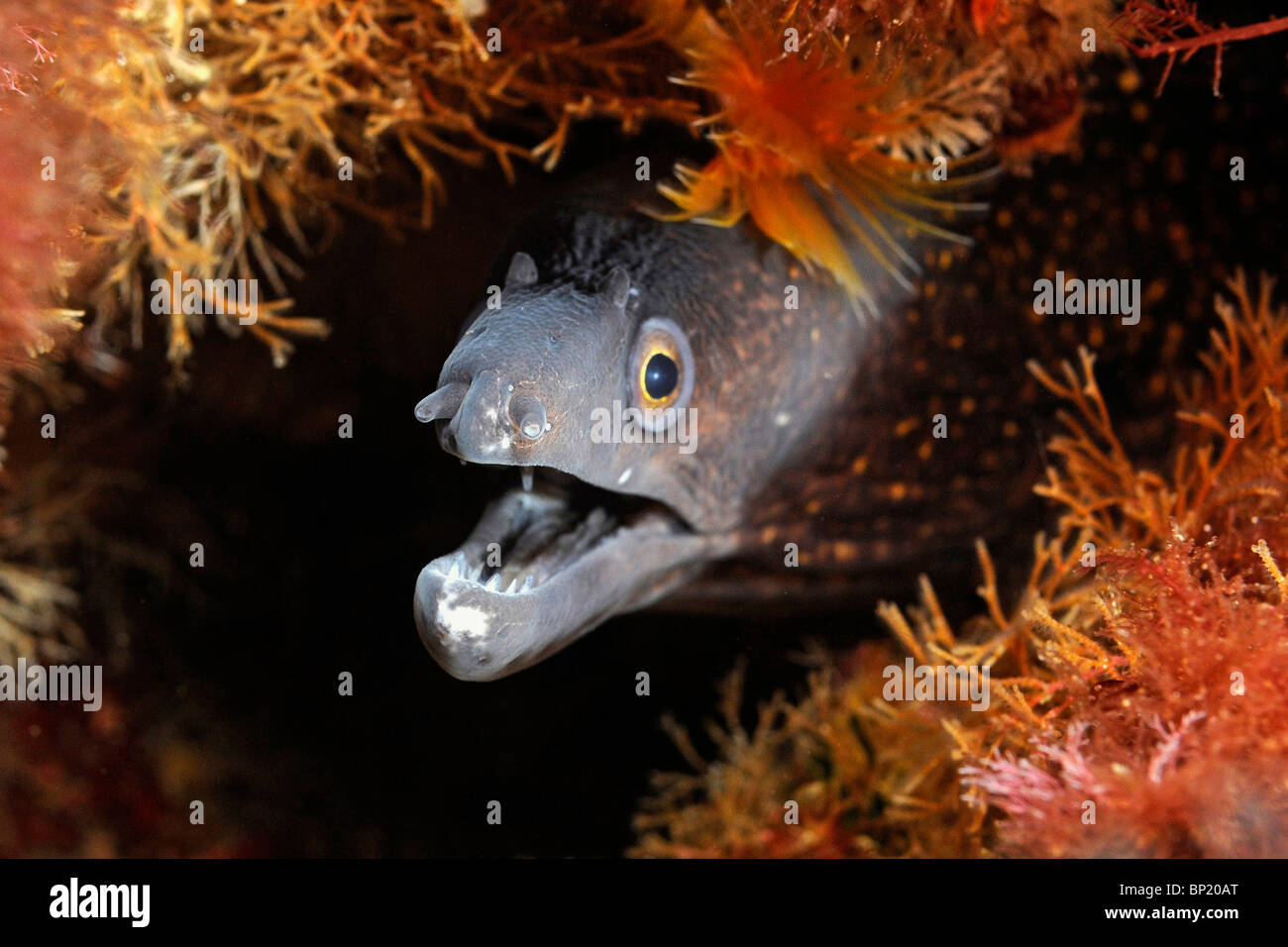 Mediterranean Moray Eel, Muraena helena, Ustica Island, Sizilia, Italy ...