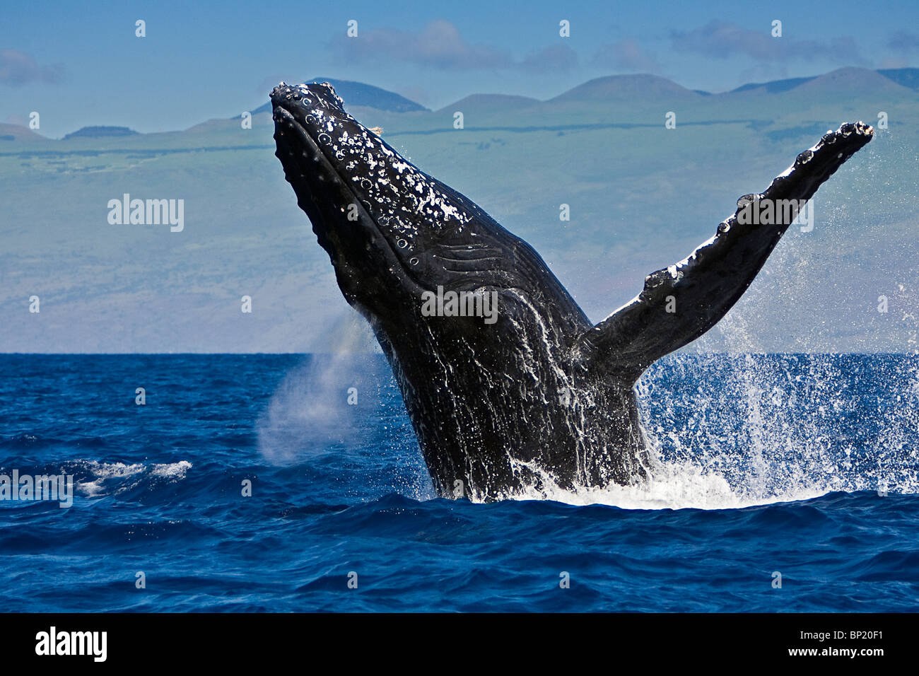 Breaching humpback whale hi-res stock photography and images - Alamy