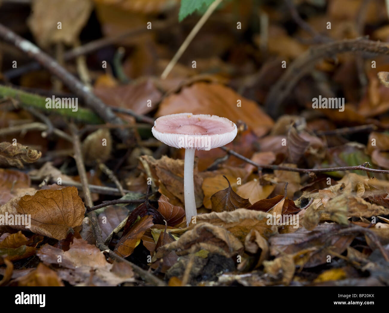 Fungus toadstool pink Stock Photo - Alamy