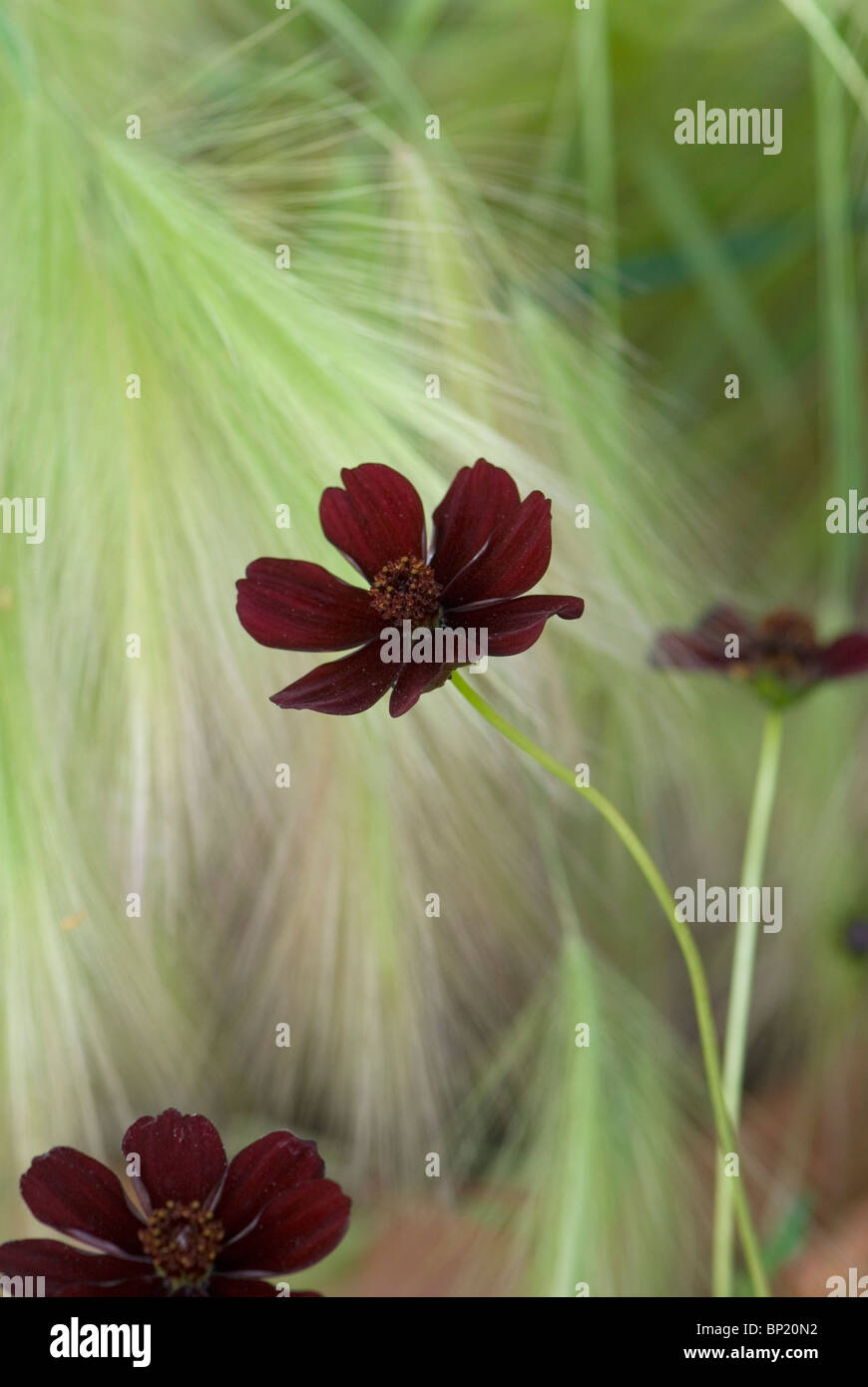 Chocolate cosmos hi-res stock photography and images - Alamy