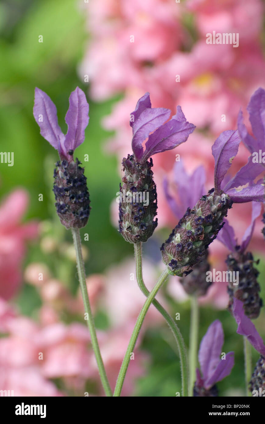 Rabbit ear lavender hi-res stock photography and images - Alamy
