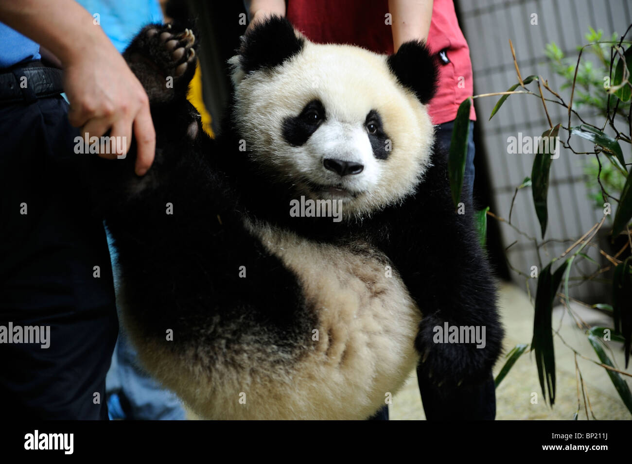 A one-year-old female panda called Yali is carried out at Chengdu Panda ...