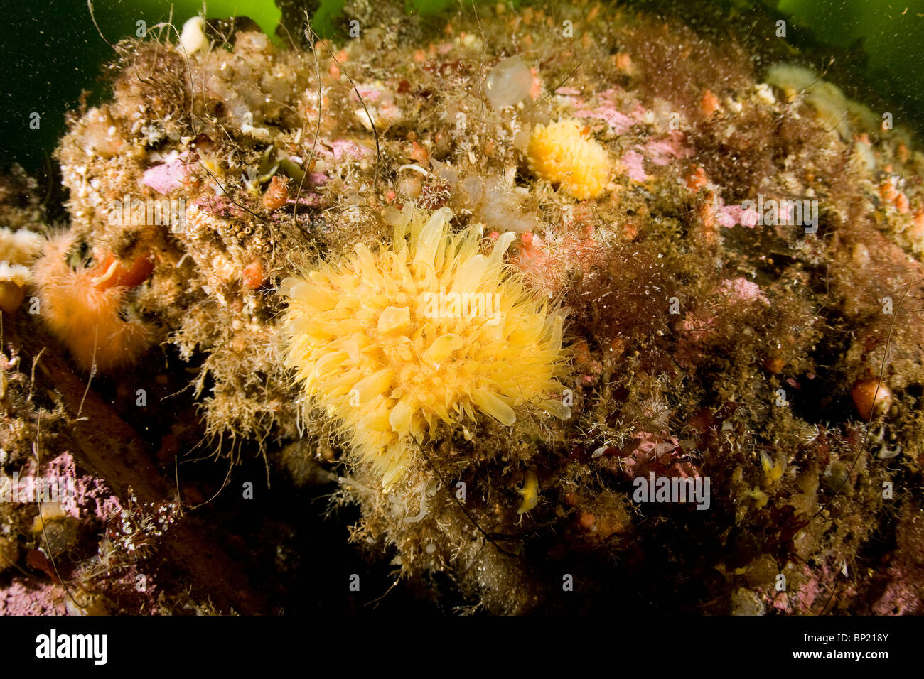 Cold water reef hi-res stock photography and images - Alamy