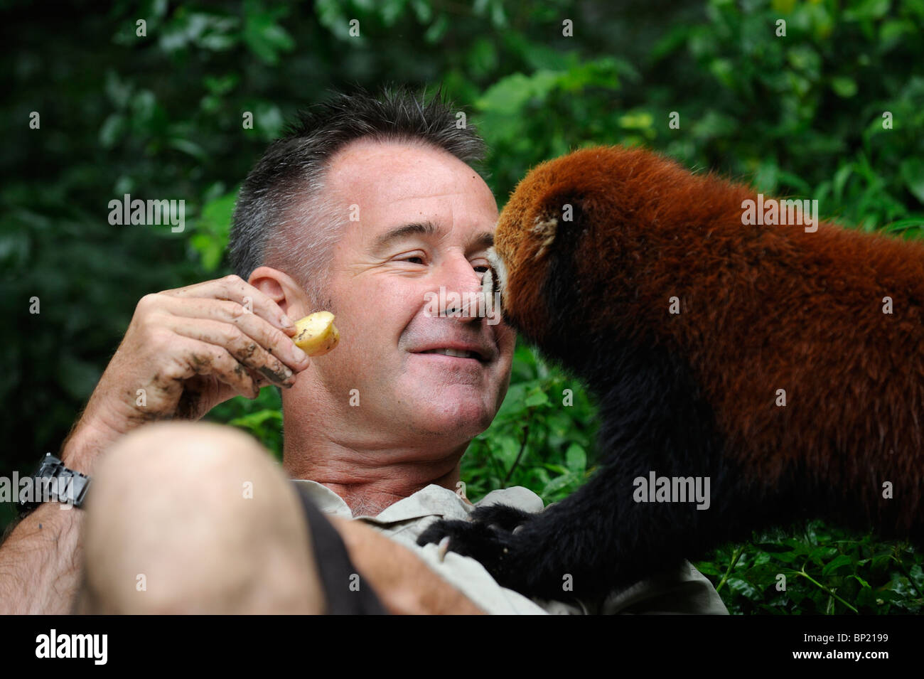 Wildlife presenter Nigel Marven poses with a red panda at Chengdu Panda ...