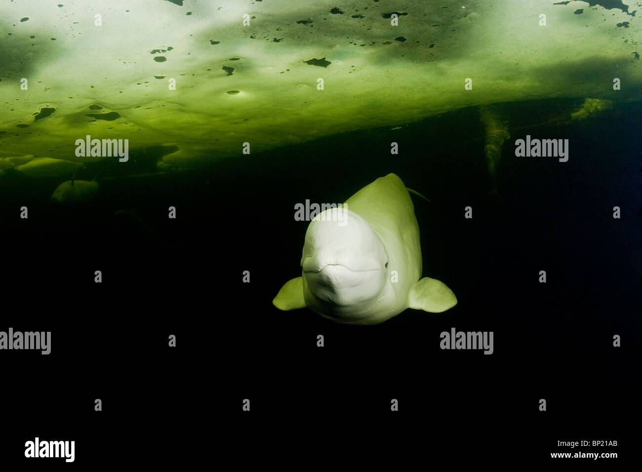 Beluga Whale under Ice, Delphinapterus leucas, White Sea, Karelia ...