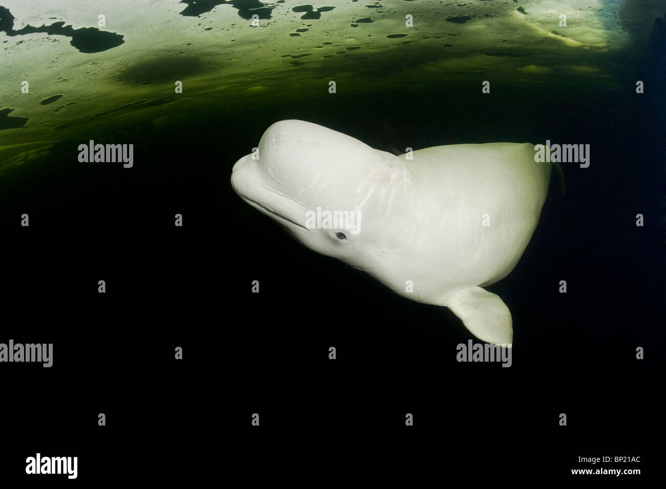 Beluga whales under ice hi-res stock photography and images - Alamy