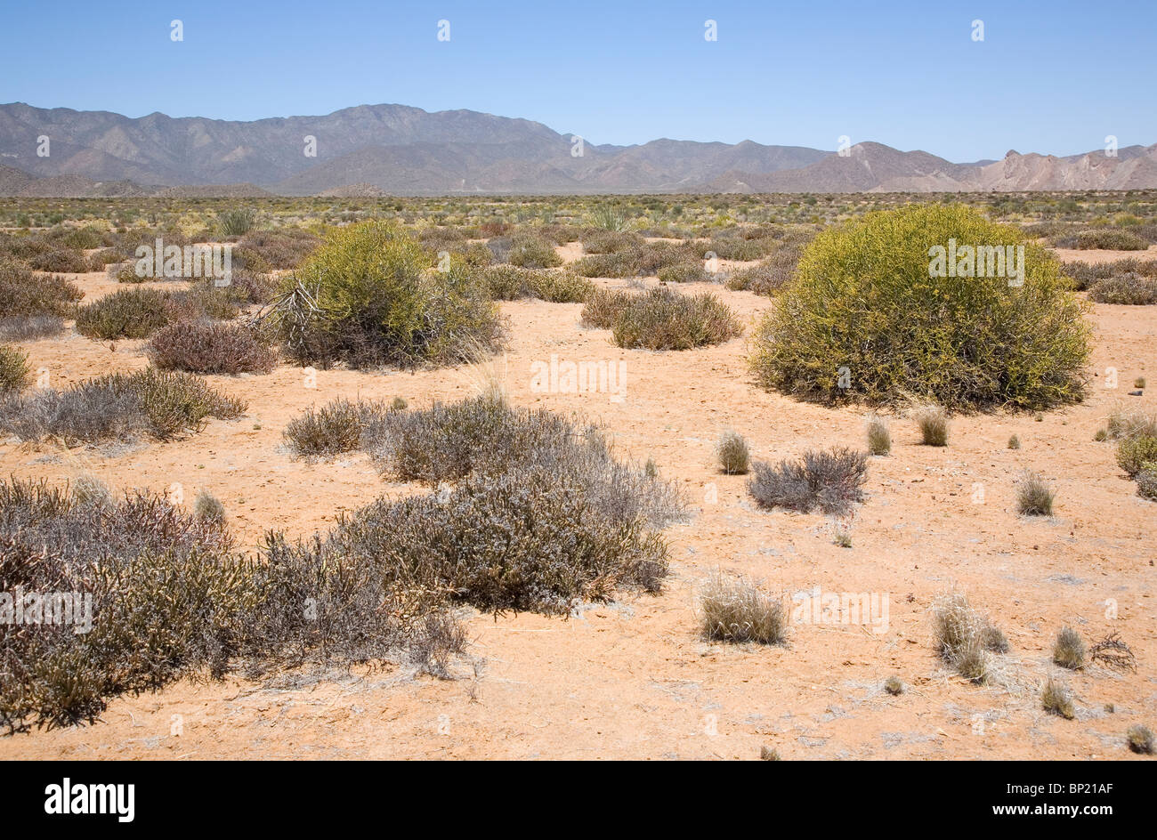 African bushveld grass landscape hi-res stock photography and images ...