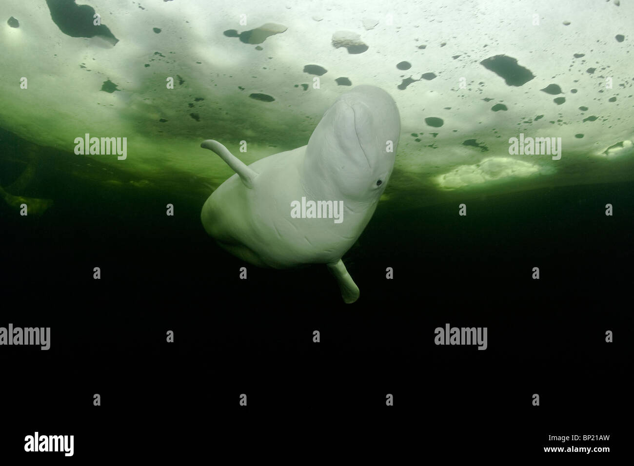Beluga Whale under Ice, Delphinapterus leucas, White Sea, Karelia ...