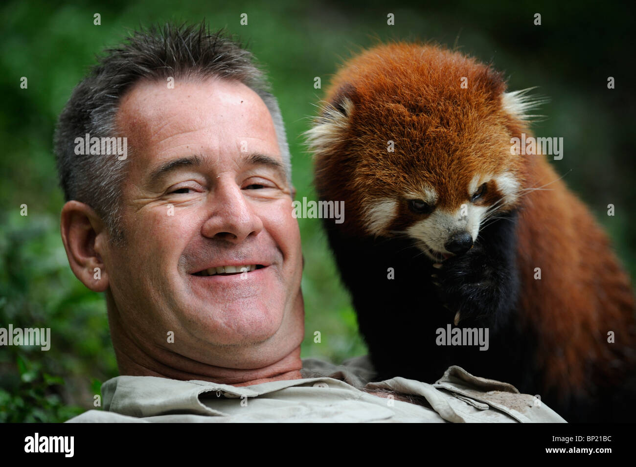 Wildlife presenter Nigel Marven poses with a red panda at Chengdu Panda ...
