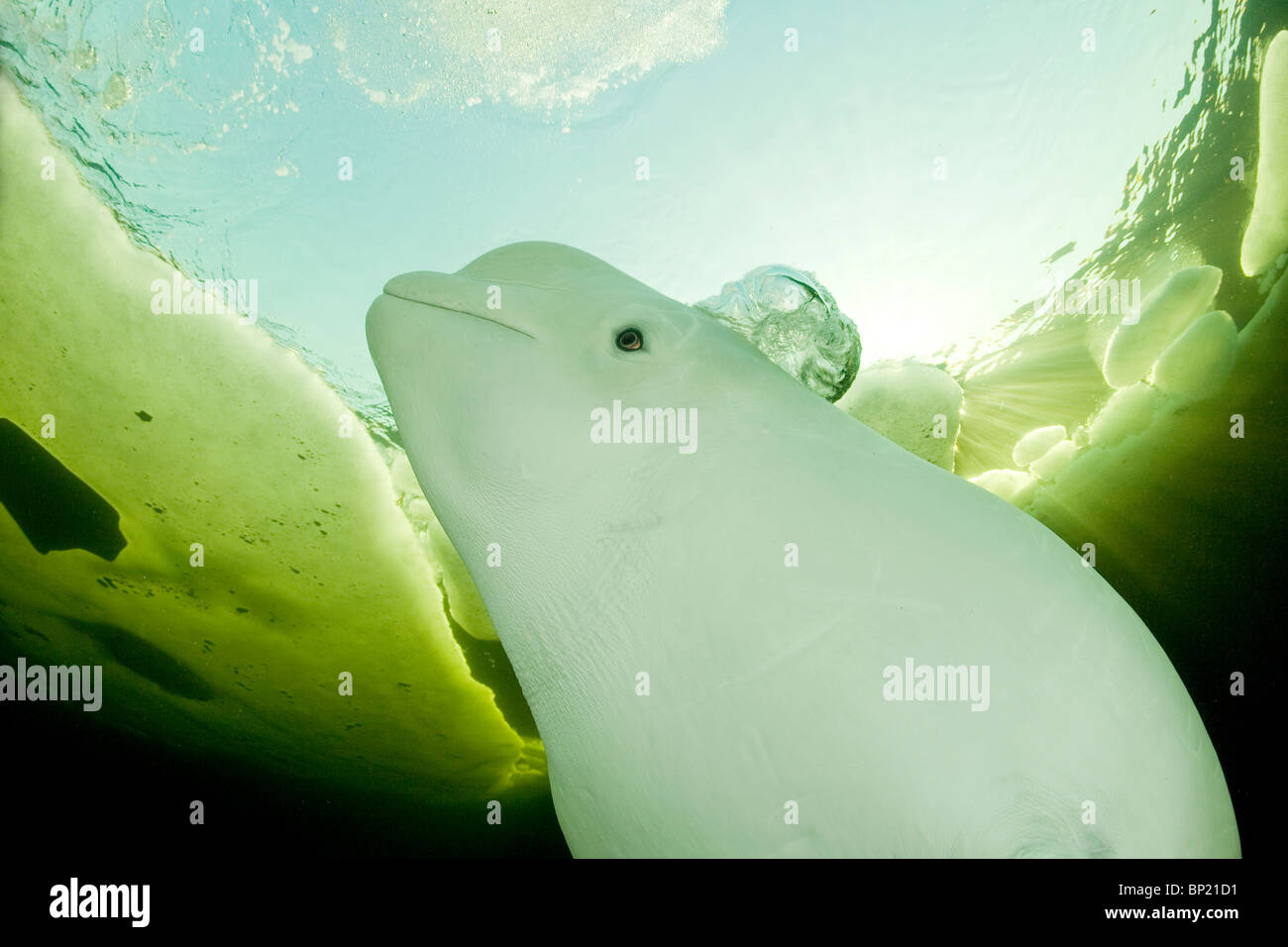 Delphinapterus leucas underwater ice hi-res stock photography and ...