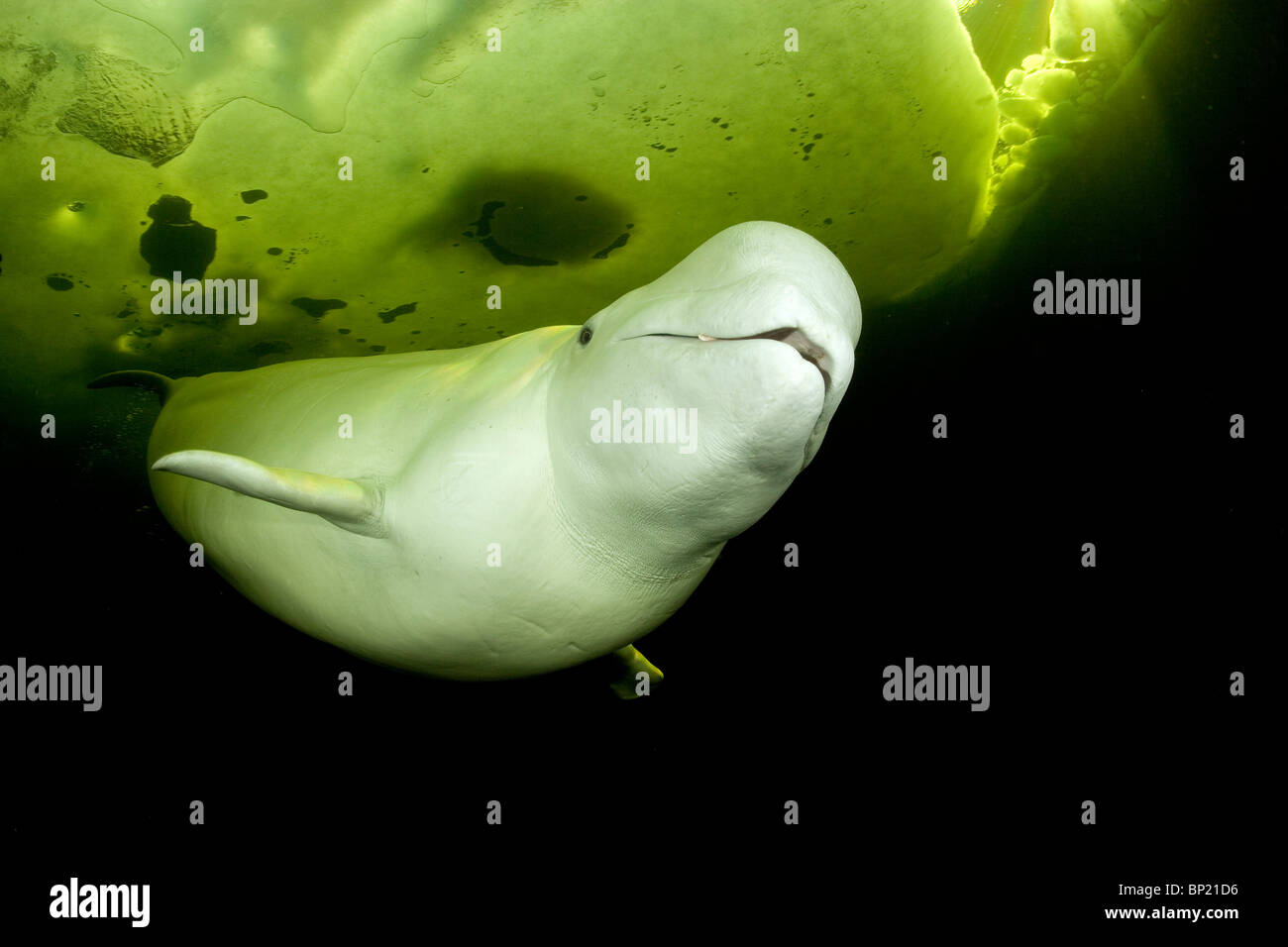 Beluga whales under ice hi-res stock photography and images - Alamy