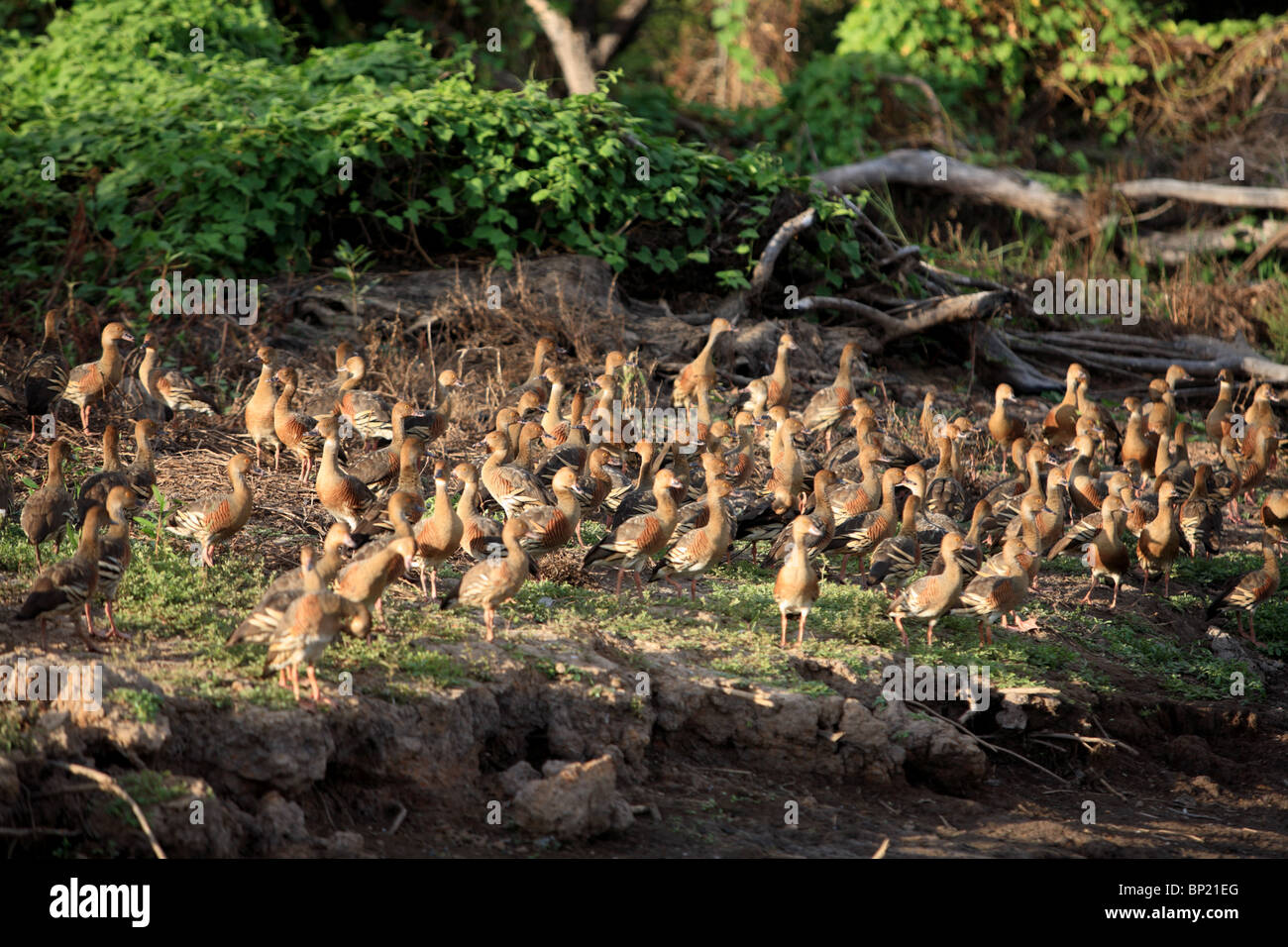 Kakadu national Park, NT, Australia Stock Photo - Alamy