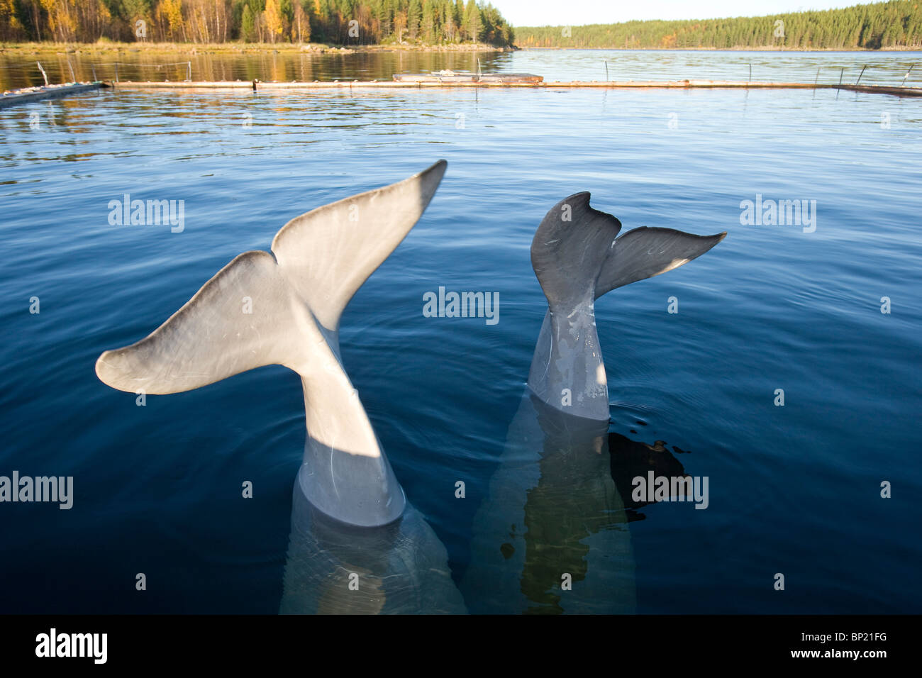 Tail fins hi-res stock photography and images - Alamy