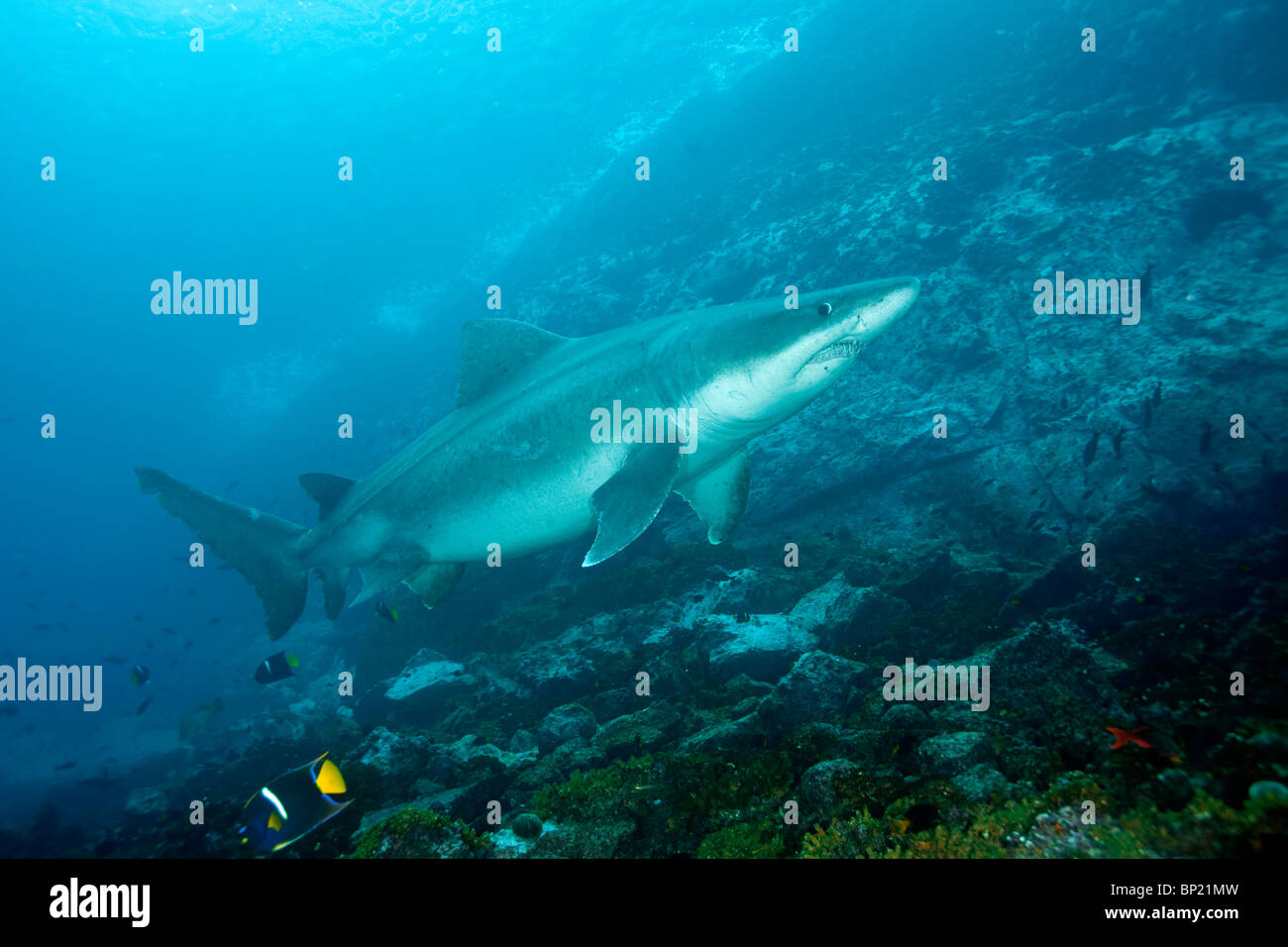Smalltooth sand tiger shark hi-res stock photography and images - Alamy