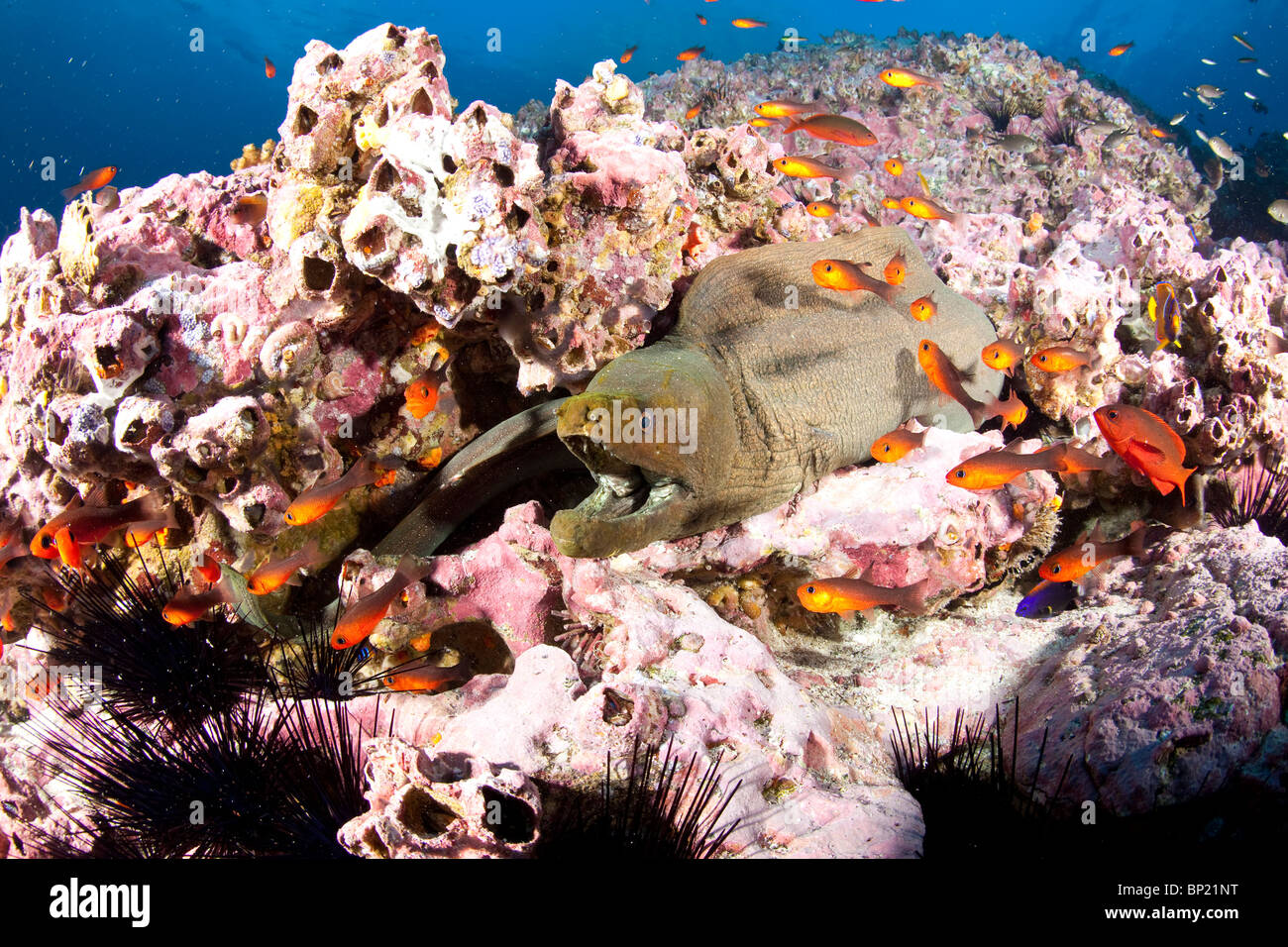 Fine spotted Moray, Gymnothorax dovii, Malpelo, East Pacific Ocean ...