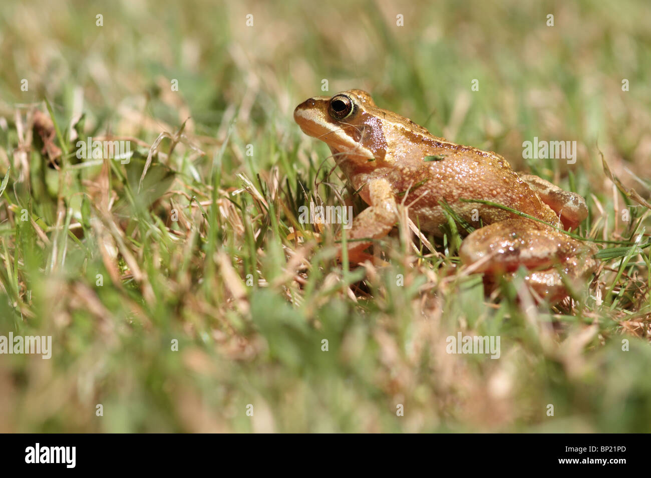 Amphibian grass hi-res stock photography and images - Alamy