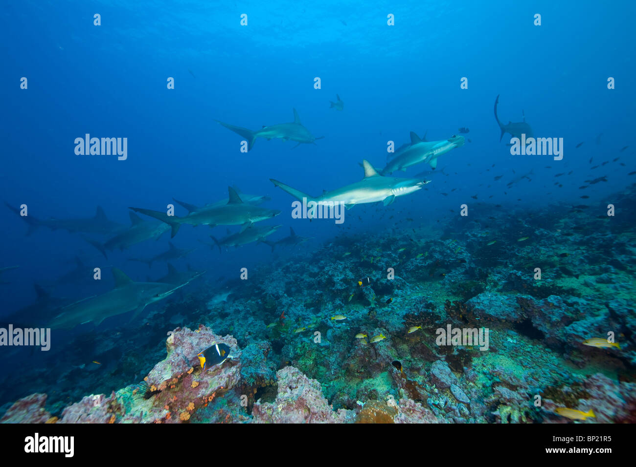 Malpelo fauna and flora sanctuary hi-res stock photography and images ...