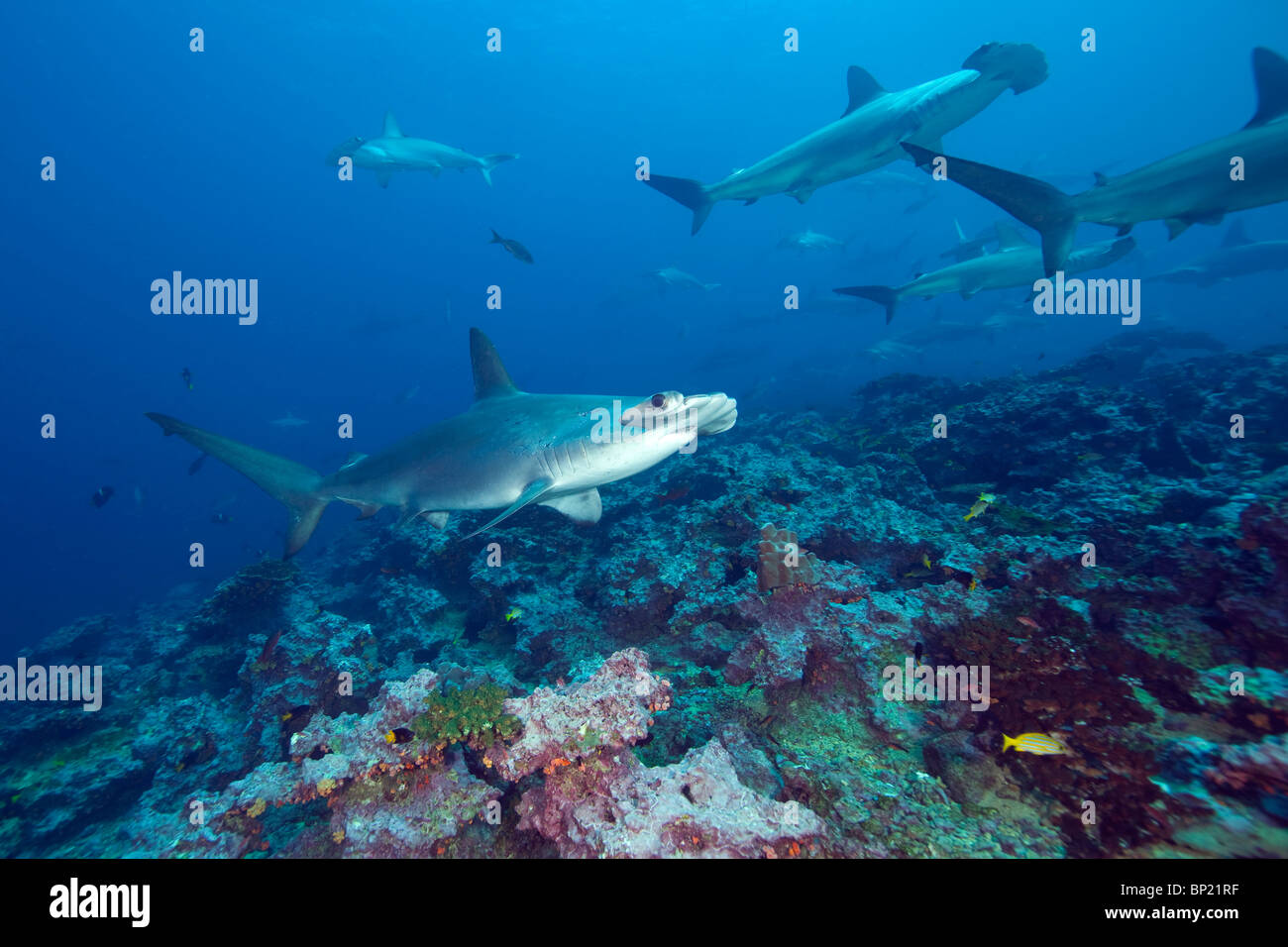 Scalloped Hammerhead Sharks, Sphyrna lewini, Malpelo, East Pacific ...