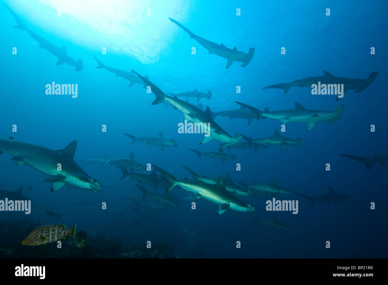 Scalloped Hammerhead Sharks, Sphyrna lewini, Malpelo, East Pacific ...