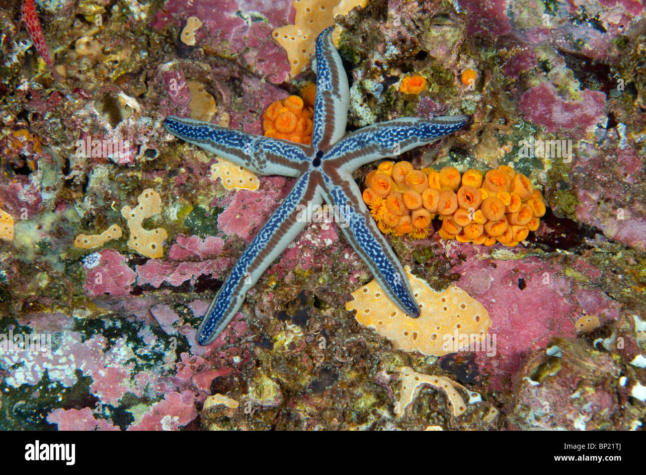 Tan seastar hi-res stock photography and images - Alamy