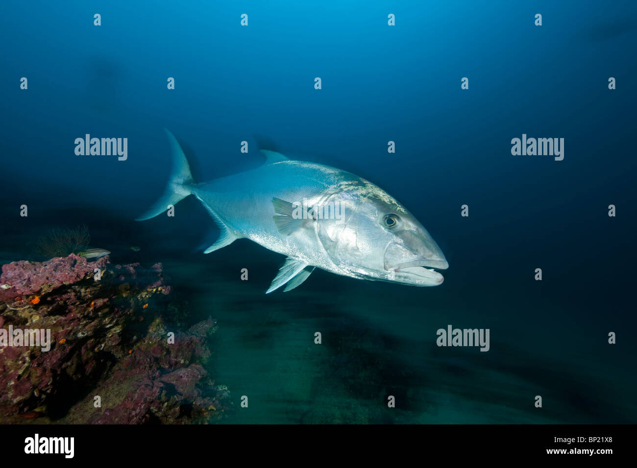 Almaco jacks hi-res stock photography and images - Alamy