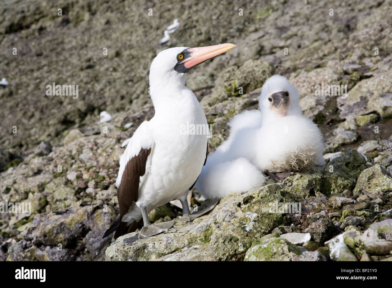 Masked Booby with chick, Sula dactylatra, Malpelo, East Pacific Ocean ...