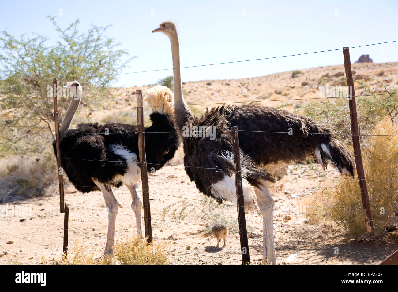 Two ostriches birds hi-res stock photography and images - Alamy