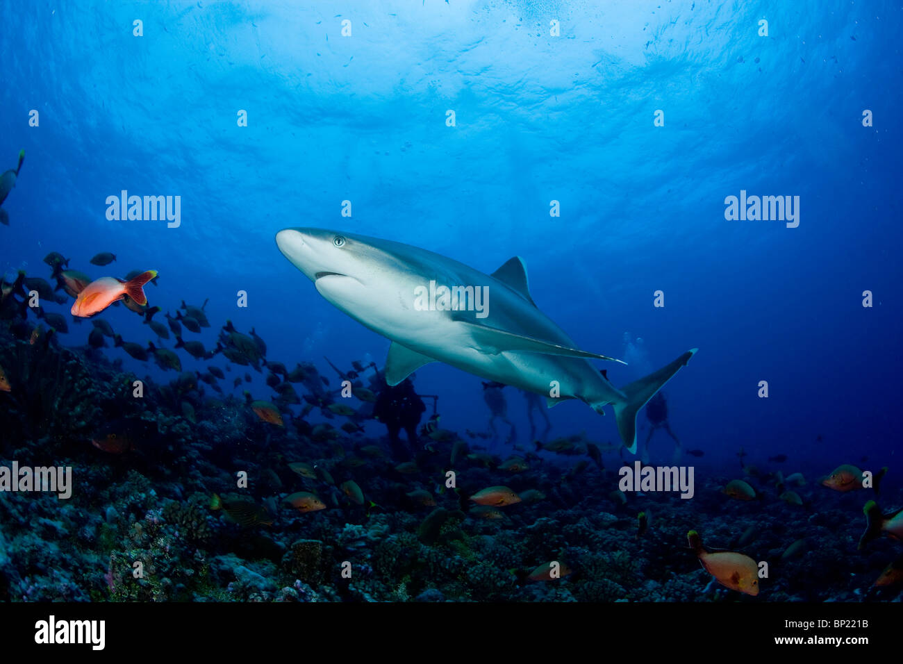 Silvertip Shark, Carcharhinus albimarginatus, Rangiroa, French ...