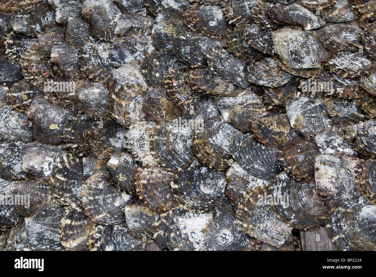 Empty Oyster Shells drying at Pearl Farm, Rangiroa, French Polynesia ...