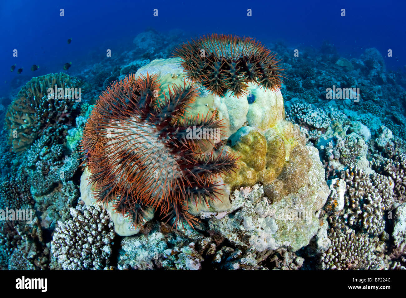 Starfish feeding hi-res stock photography and images - Alamy