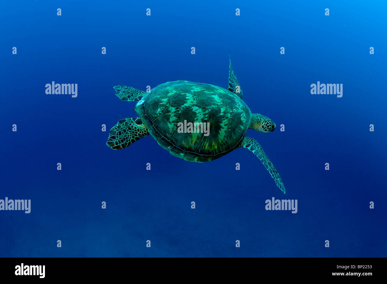 French turtle hi-res stock photography and images - Alamy