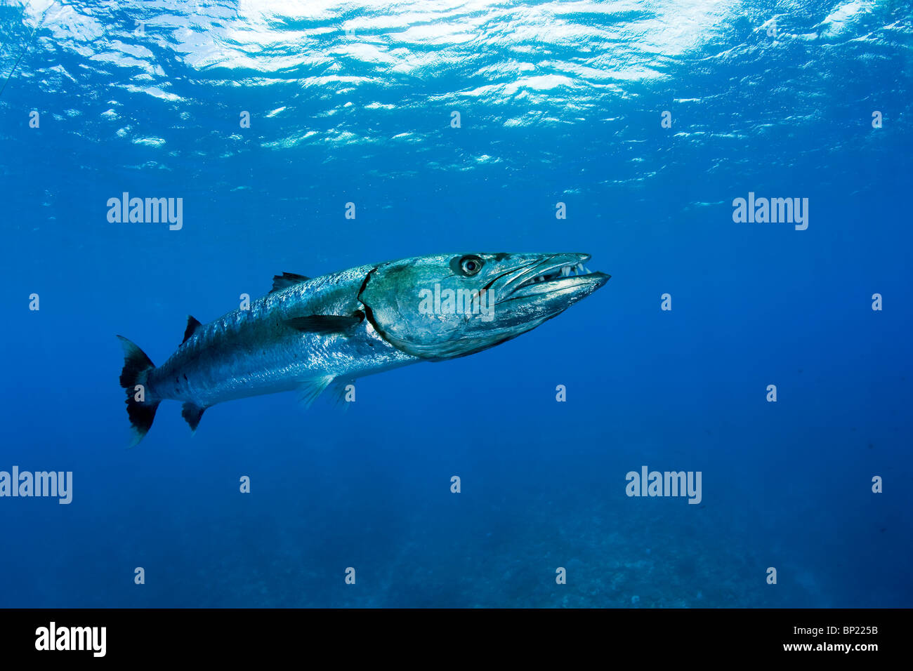 La barracuda hi-res stock photography and images - Alamy