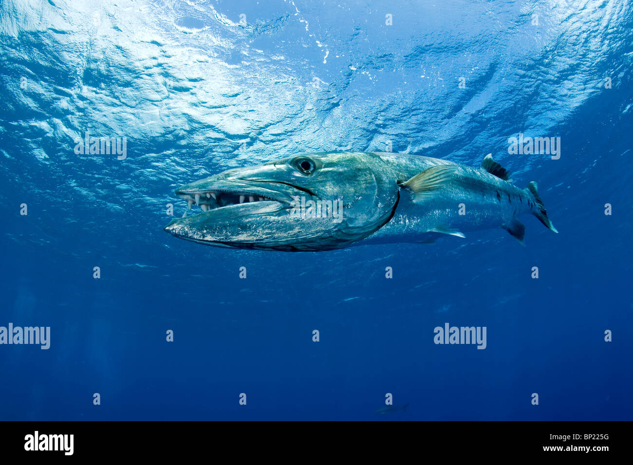 Great Barracuda, Sphyraena barracuda, Moorea, French Polynesia Stock ...