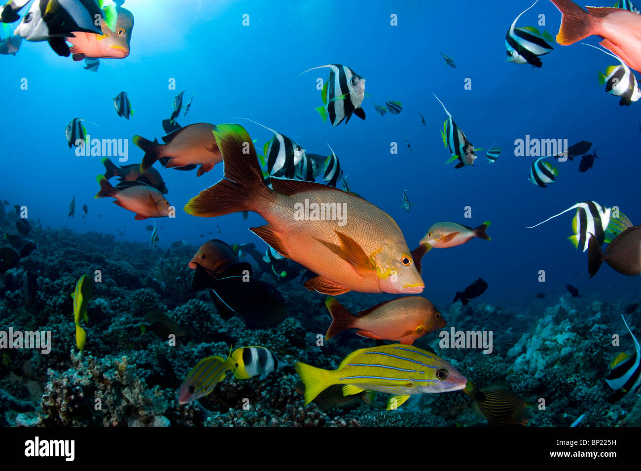 Coral island moorea hi-res stock photography and images - Alamy