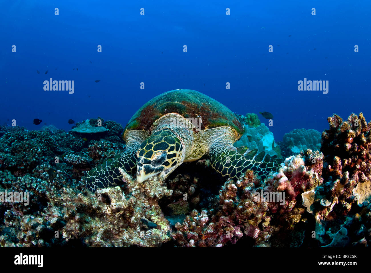 Turtle food chain hi-res stock photography and images - Alamy
