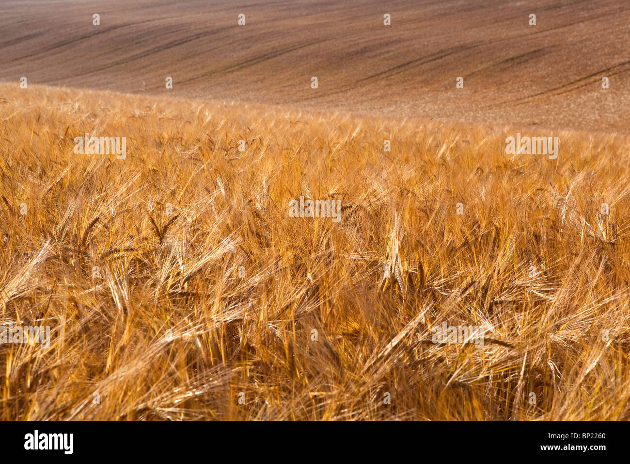 A photograph of a field of ripe barley ready to harvest Stock Photo - Alamy