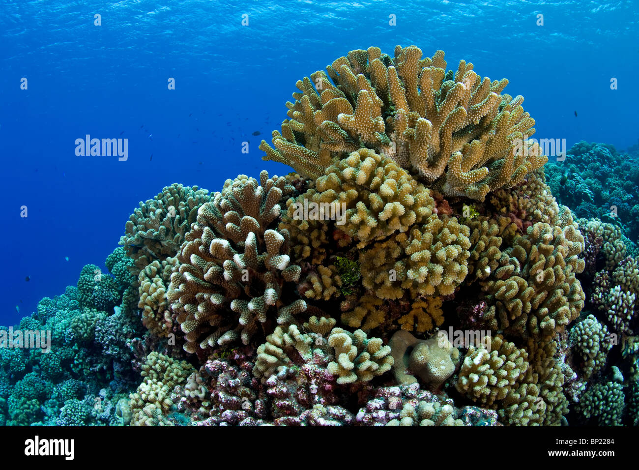Hard coral hi-res stock photography and images - Alamy