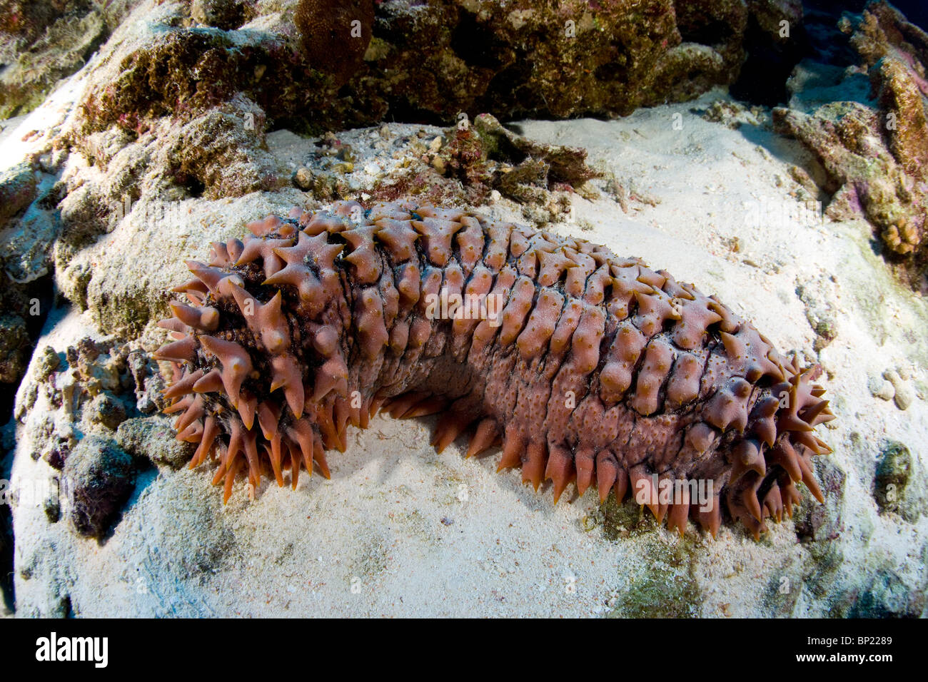 Thelenota ananas hi-res stock photography and images - Alamy