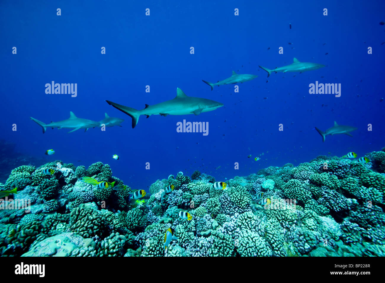 Grey Reef Sharks, Carcharhinus amblyrhynchos, Manihi, French Polynesia ...