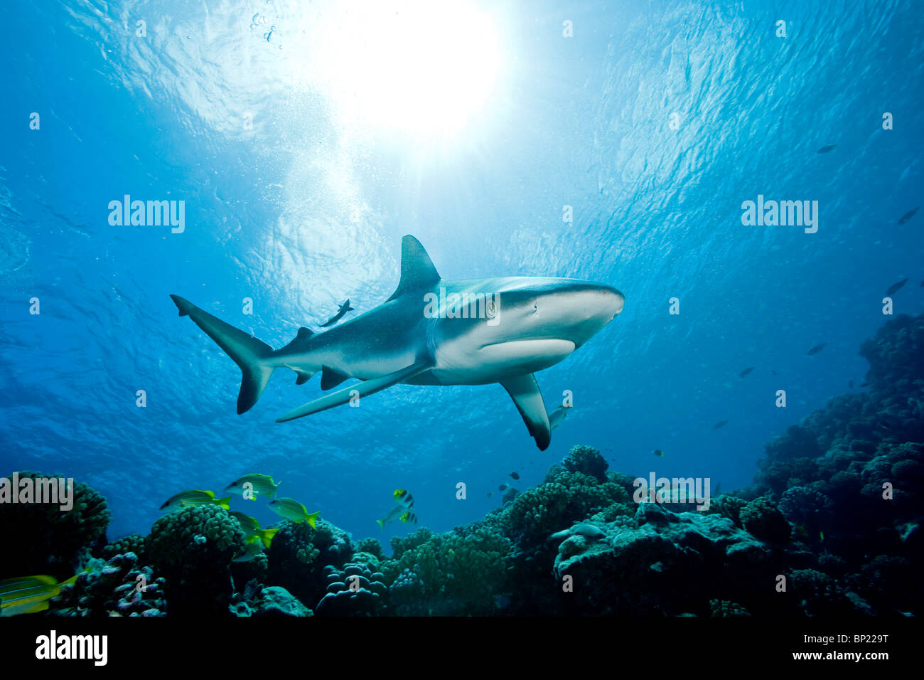 Grey Reef Shark, Carcharhinus amblyrhynchos, Manihi, French Polynesia ...