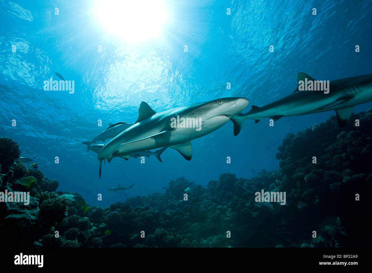Grey Reef Shark, Carcharhinus amblyrhynchos, Manihi, French Polynesia ...