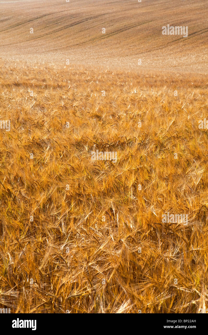 A photograph of a field of ripe barley ready to harvest Stock Photo - Alamy