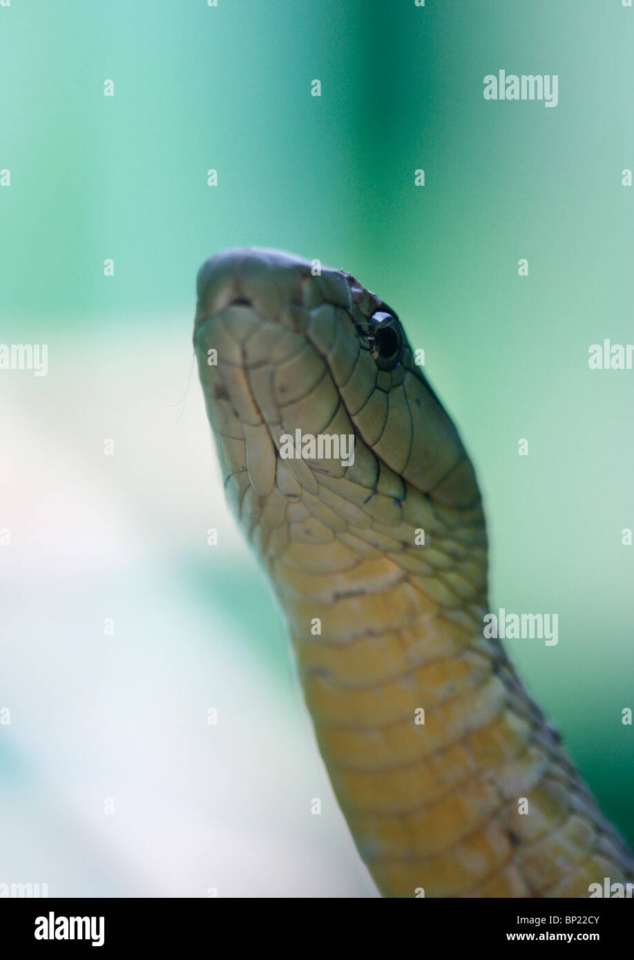 Eastern Green Mamba (Dendroaspis angusticeps), Uganda Stock Photo - Alamy