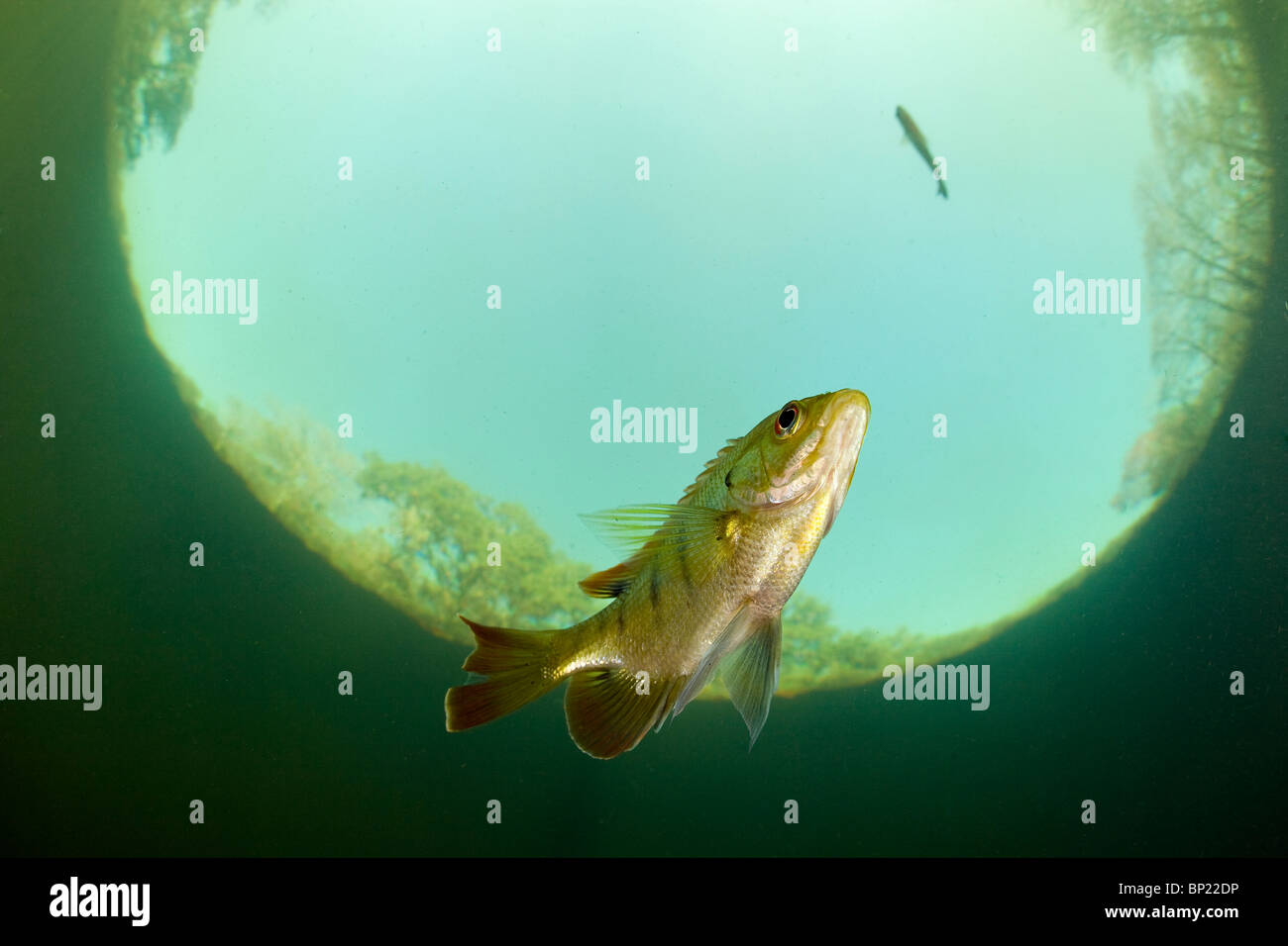 Bluegill freshwater fish hi-res stock photography and images - Alamy