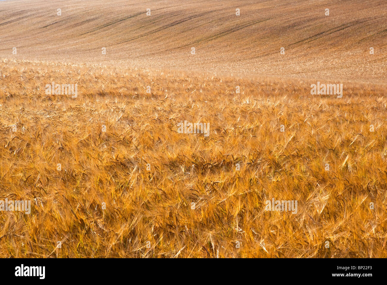 A photograph of a field of ripe barley ready to harvest Stock Photo - Alamy