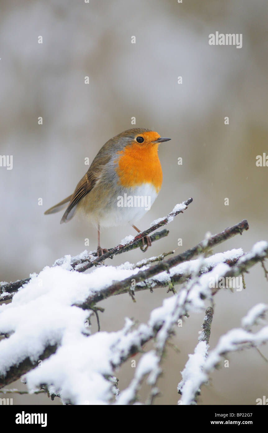 Robin hi-res stock photography and images - Alamy
