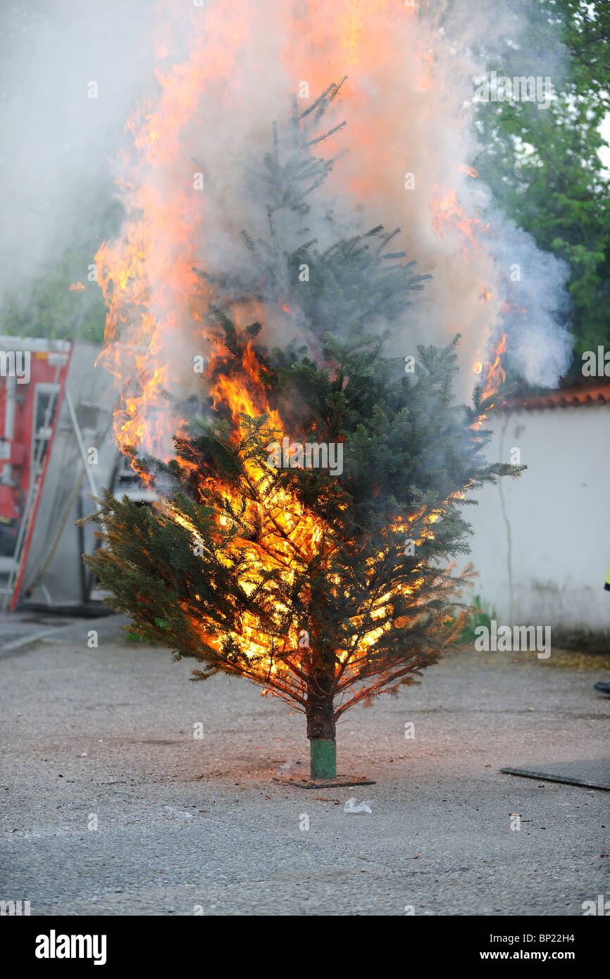 Burning Christmas Tree Sequence. From the Beginning 'till the End Stock ...
