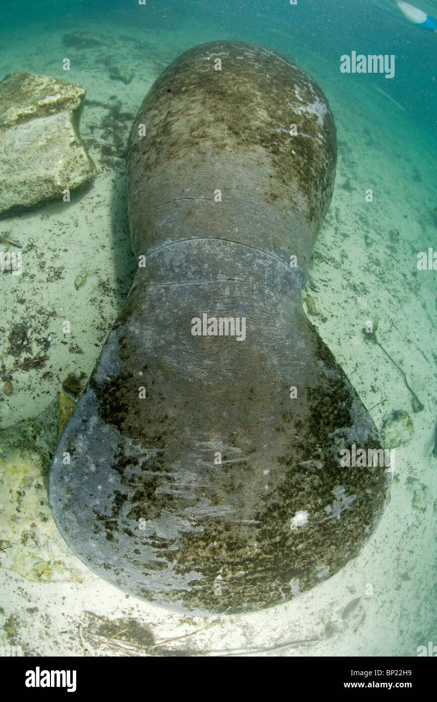 Tail of Manatee, Trichechus manatus latriostris, Crystal River, Florida ...