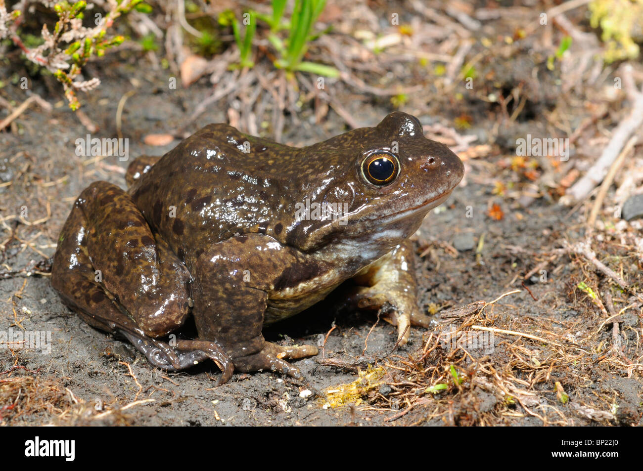 Mucous membrane hi-res stock photography and images - Alamy